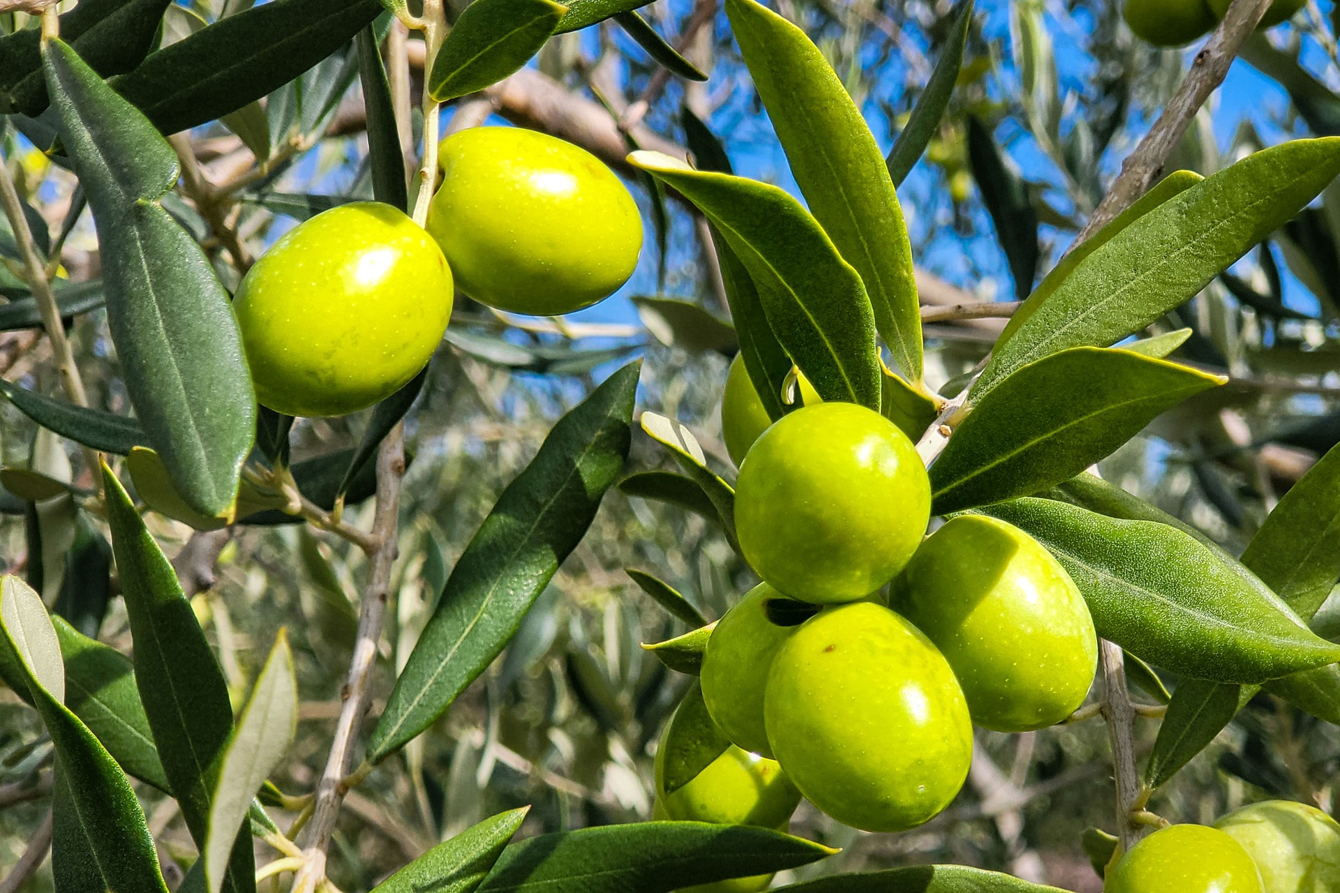 How To Distinguish Authentic Extra Virgin Olive Oil - Corso's Olive Oil